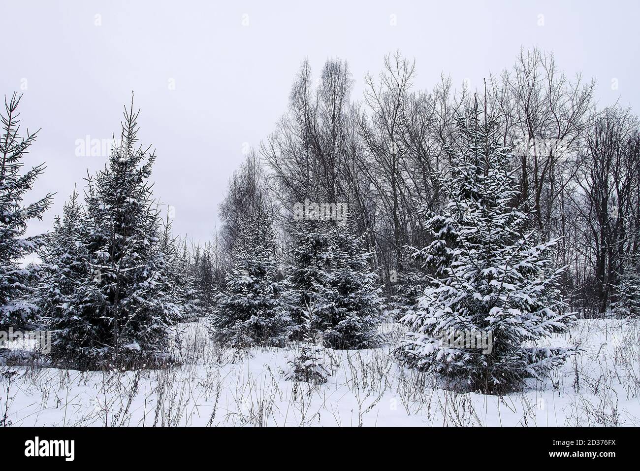 Snow covered fir trees in cold winter day. Seasonal nature in East ...