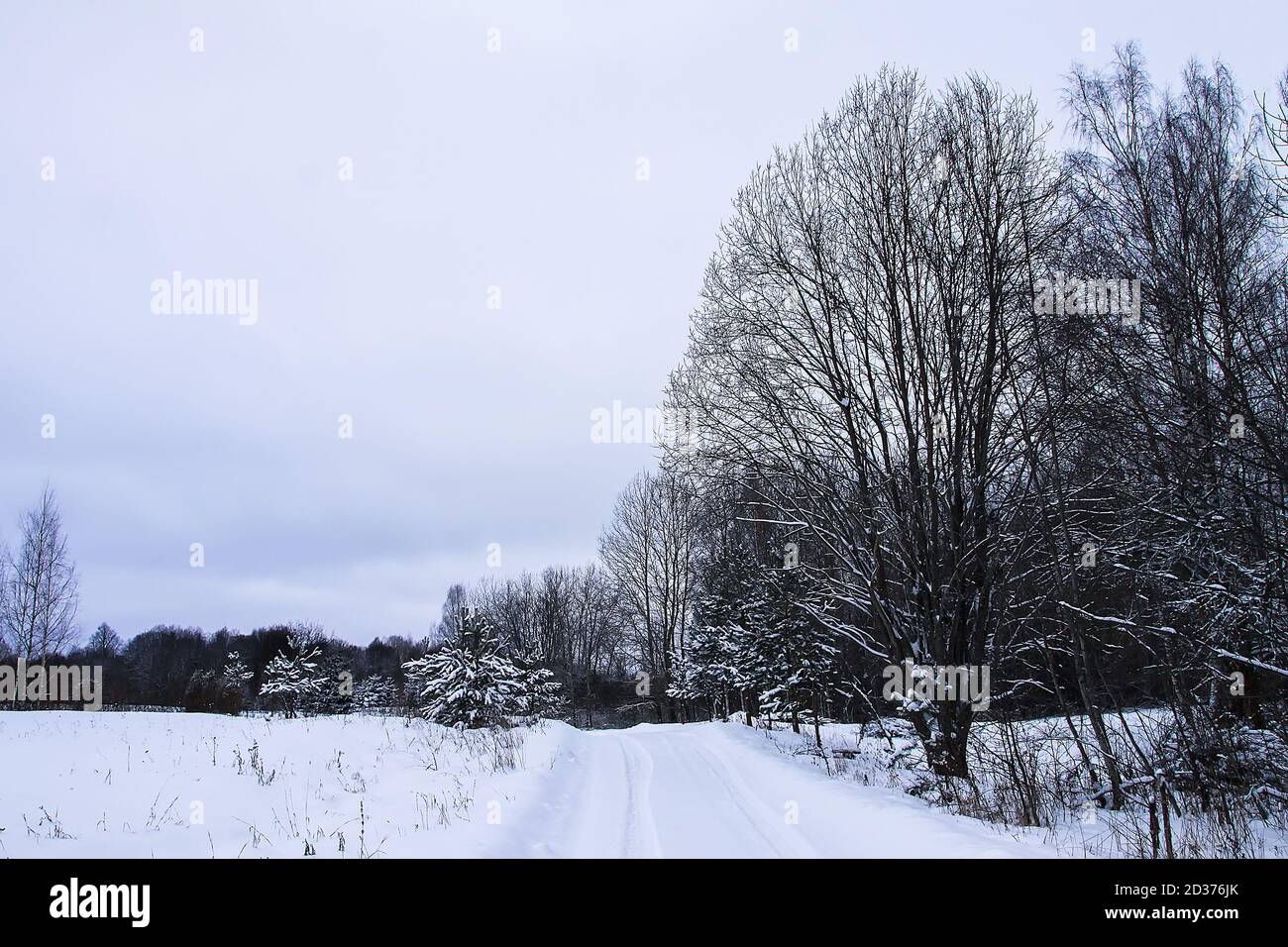 Beautiful winter landscape with trees in snow in countryside Stock ...