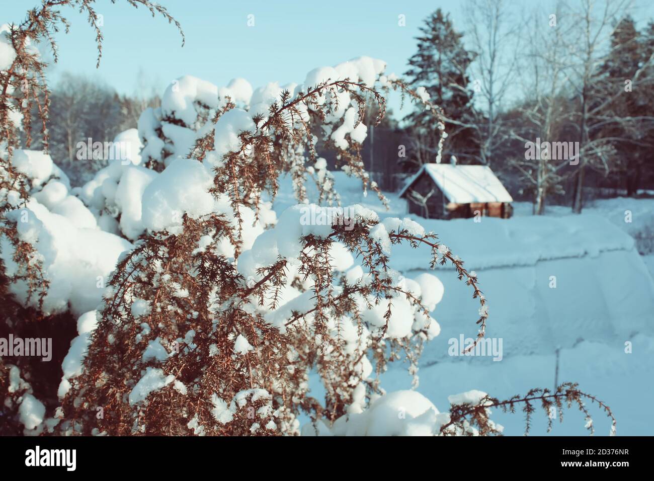 Snow-covered field and trees at winter in Latvia Stock Photo - Alamy