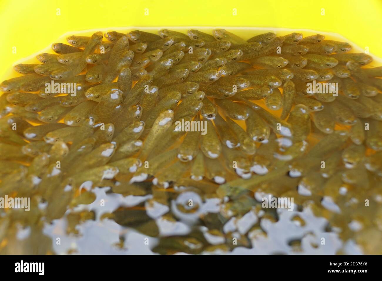 Live minnows inside of a yellow bucket Stock Photo - Alamy