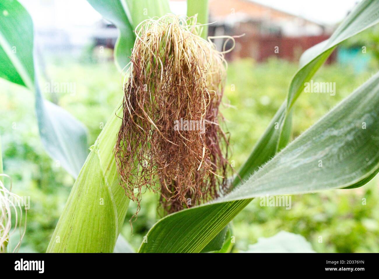 Corn on the cob in the field. Ear of corn close up Stock Photo - Alamy