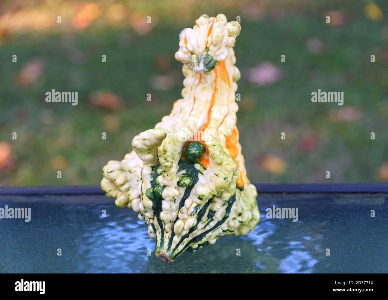 Unique shape of a white, green and orange mini gourd Stock Photo - Alamy