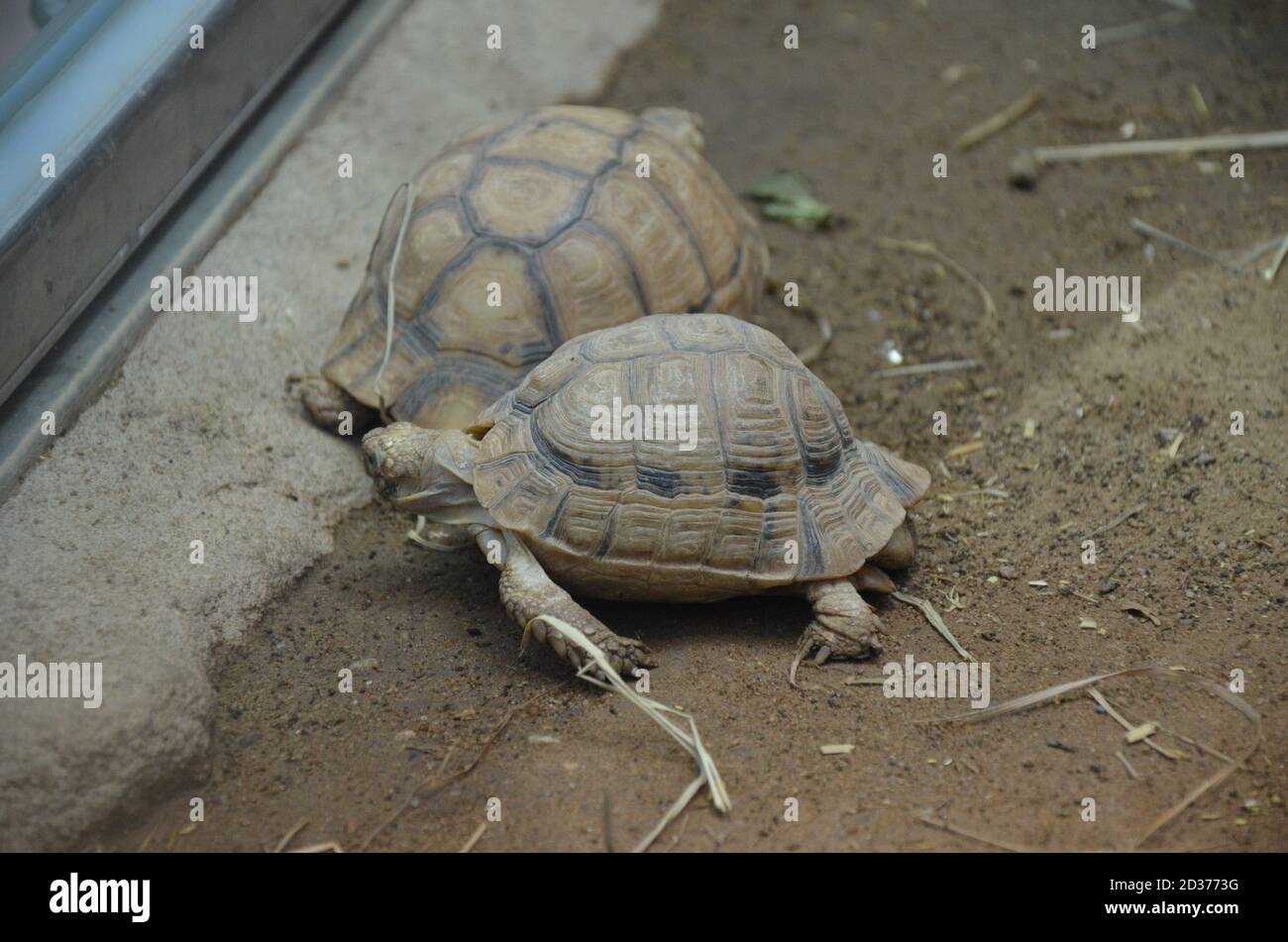 Land Tortoise walking in Sand Stock Photo - Alamy