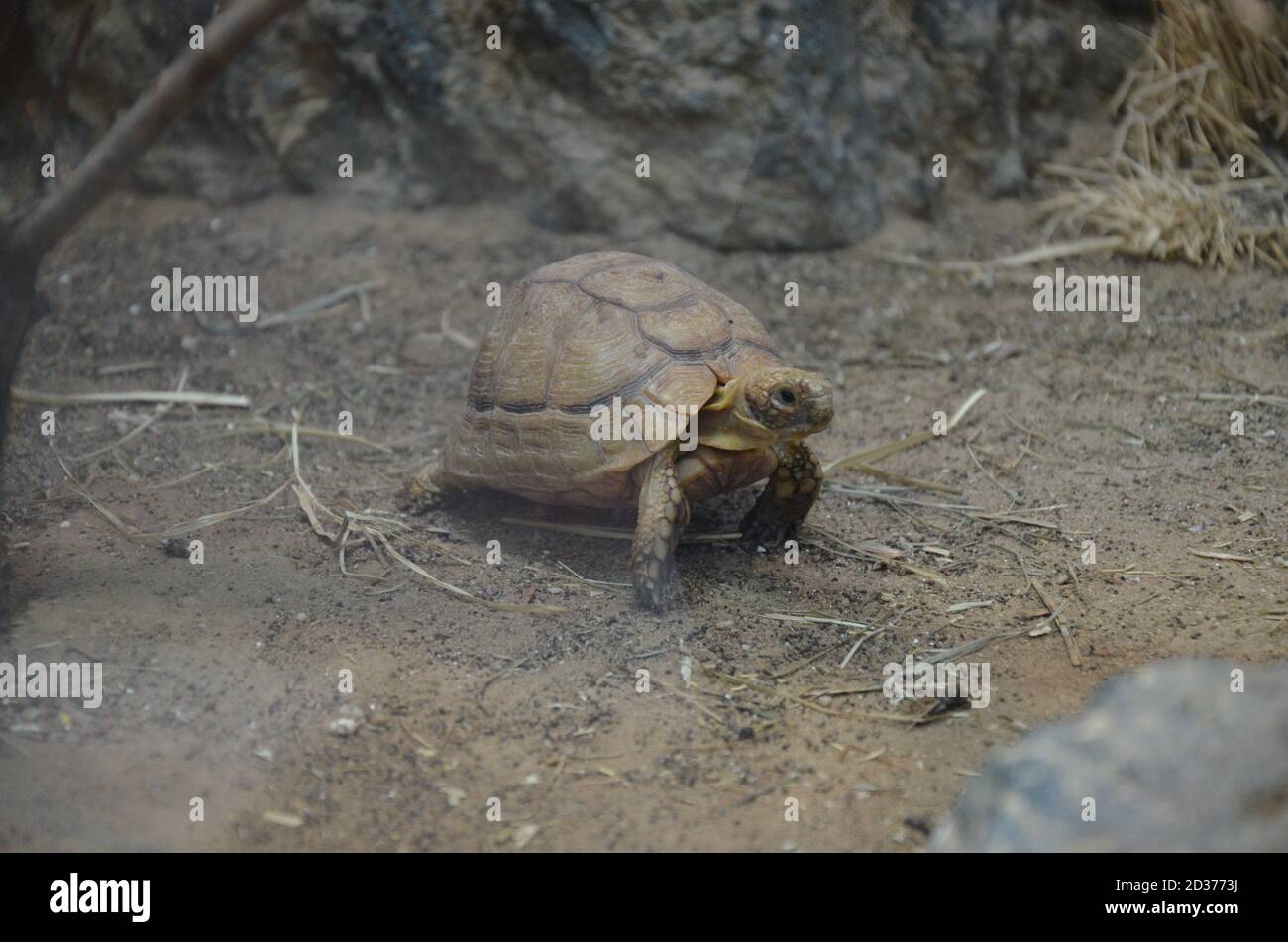 Land Tortoise walking in Sand Stock Photo - Alamy