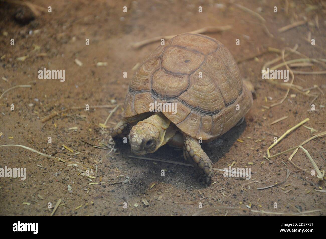 Land Tortoise walking in Sand Stock Photo - Alamy