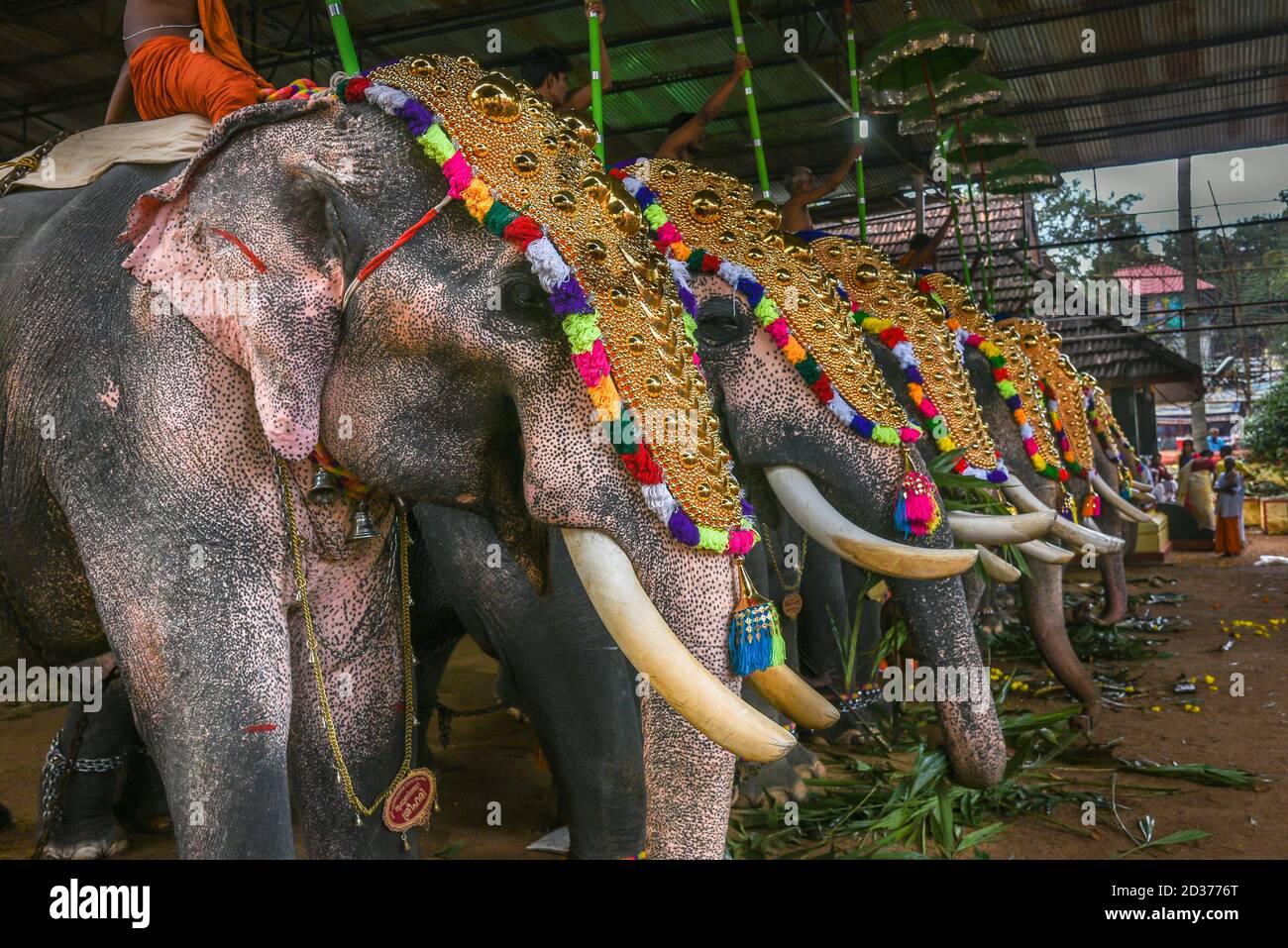 Kerala Decorated Elephant High Resolution Stock Photography and Images ...