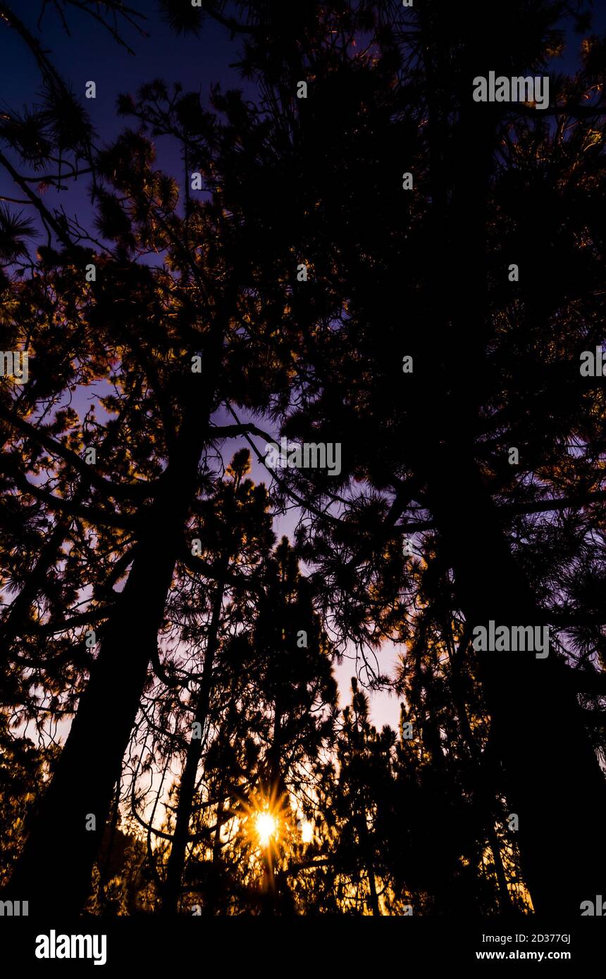 Morning Scene in the Forest Stock Photo - Alamy