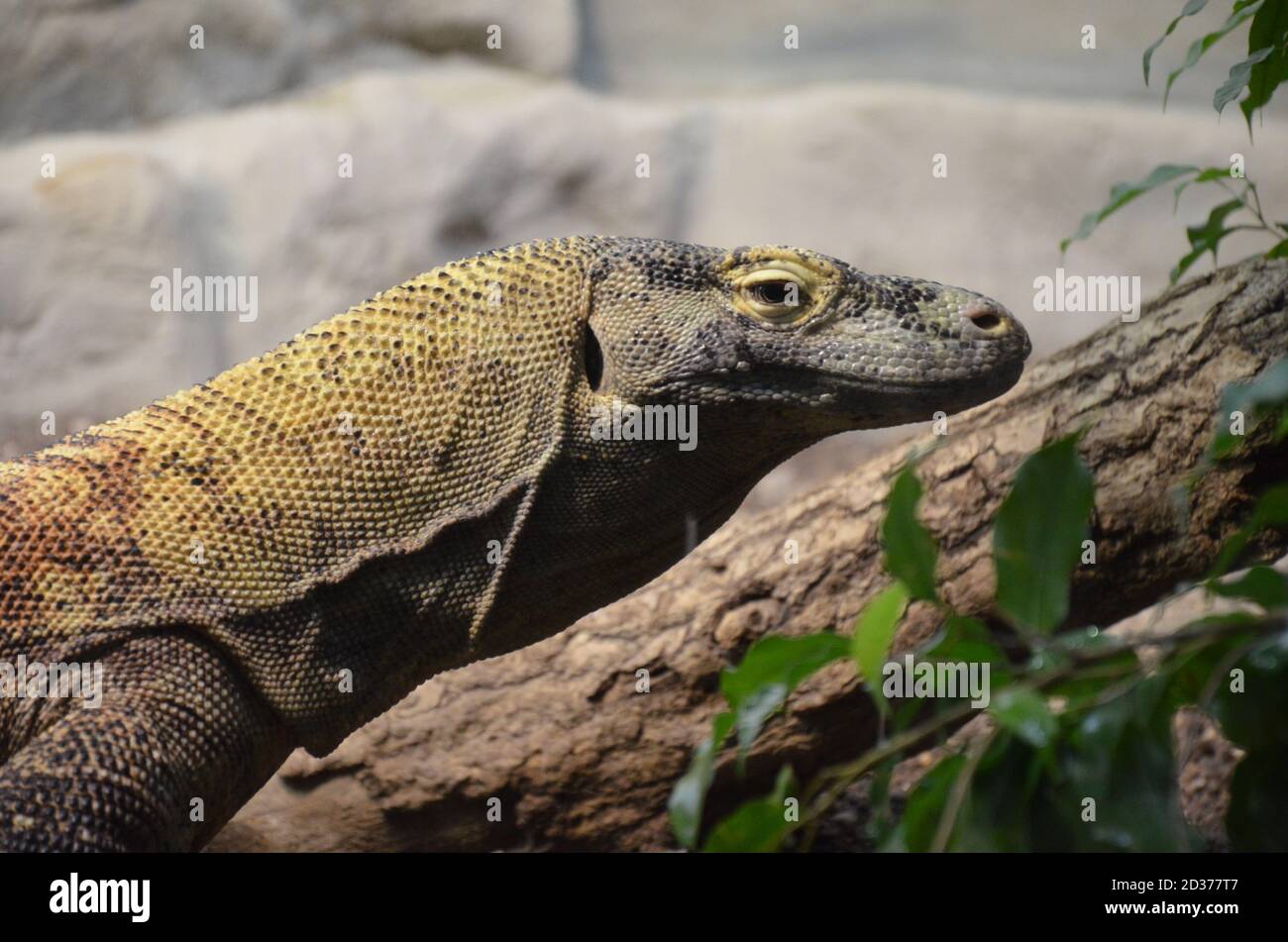 Komodo Dragon, the largest lizard in the world Stock Photo - Alamy