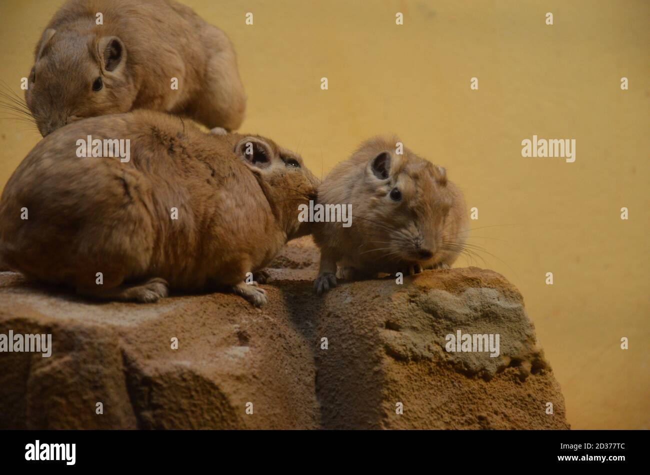 Common gundi (Ctenodactylus gundi) in Frankfurt zoo Stock Photo - Alamy
