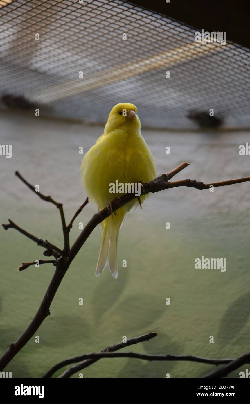 Serinus canaria domestica hi-res stock photography and images - Alamy