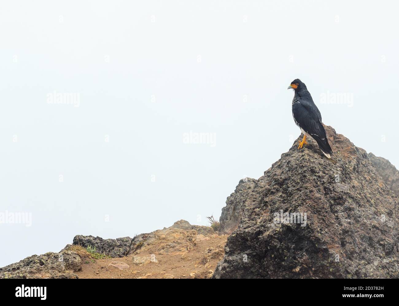 Portrait with copy space of a Carunculated Caracara (Phalcoboenus ...