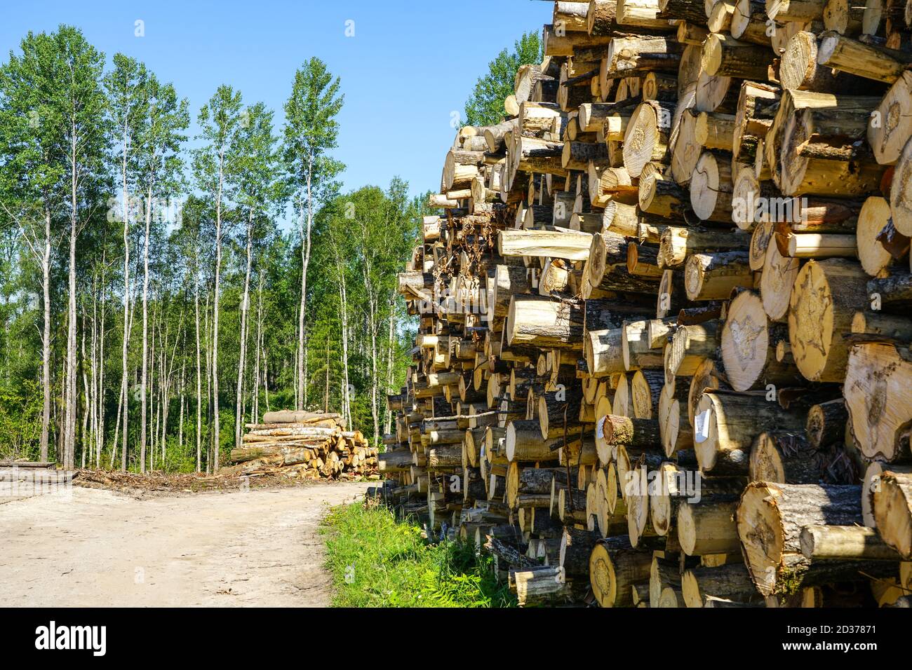 deforestation area, stack of cutted trees ready for transportation on ...