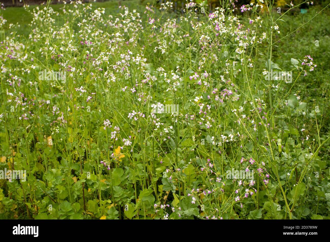 Green manure flowering and producing seed before being dug-in Stock ...