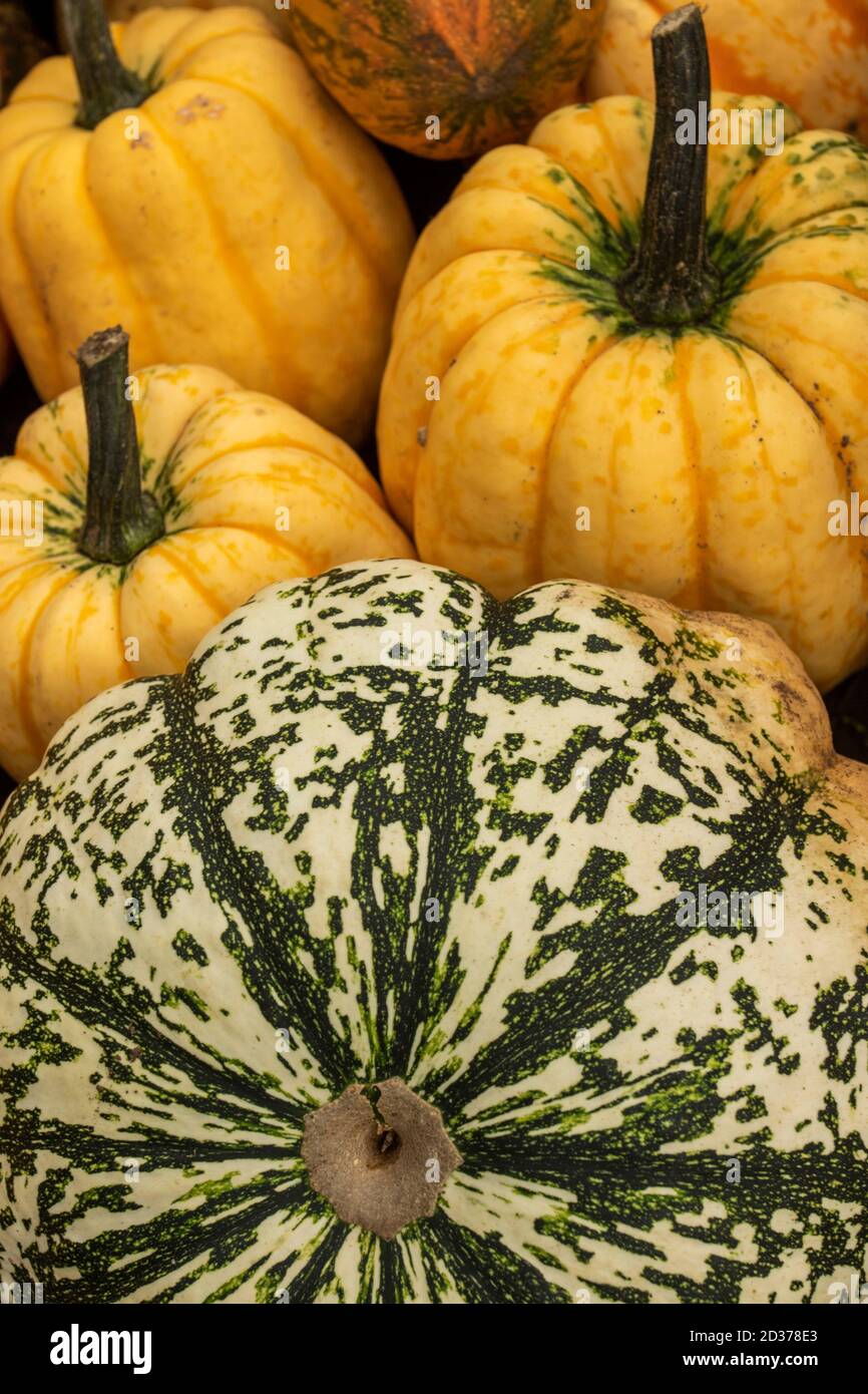 Variety of pumpkins and squash vegetables mixed together after ...