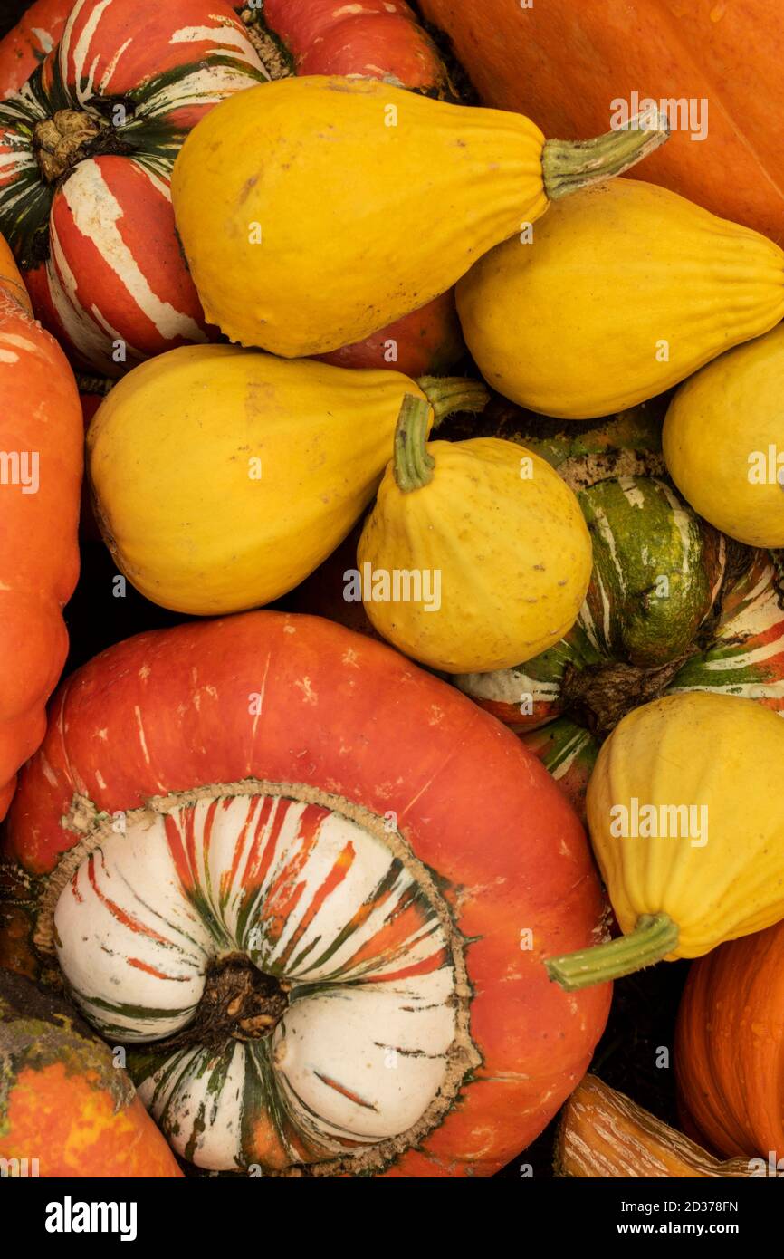 Variety of pumpkins and squash vegetables mixed together after ...