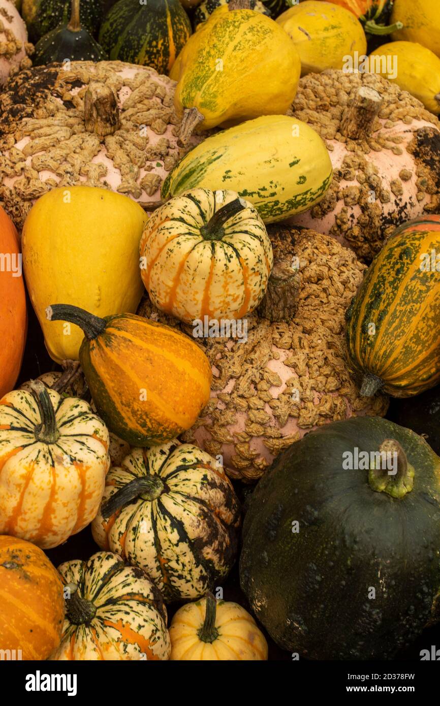 Variety of pumpkins and squash vegetables mixed together after ...