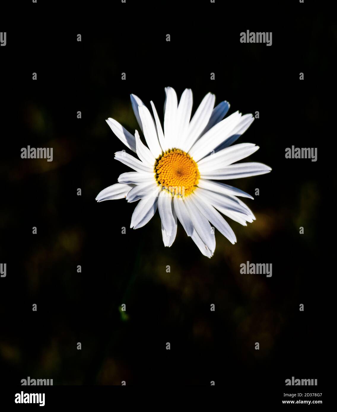 Different daisy and wild flower hi-res stock photography and images - Alamy