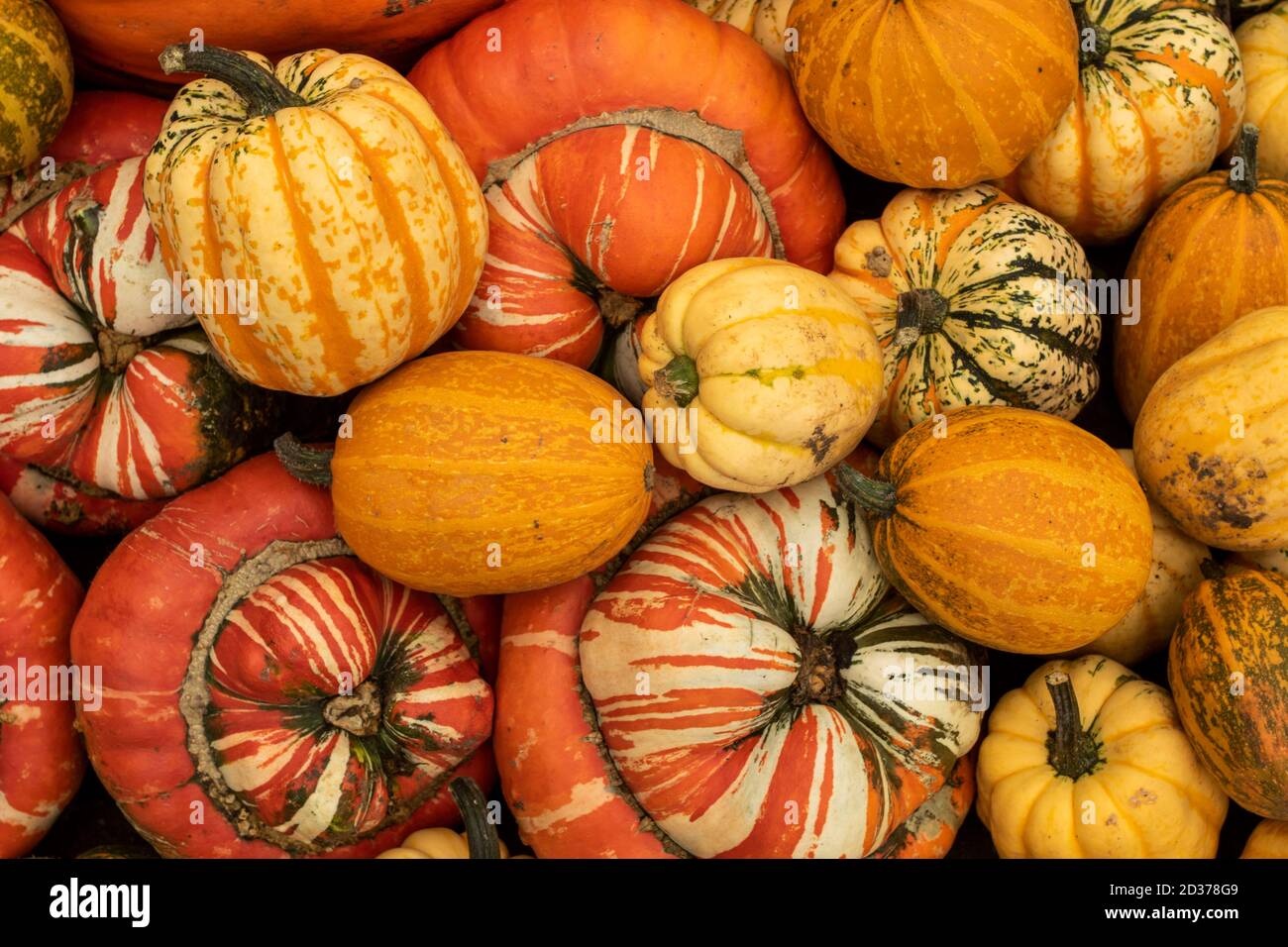 Variety of pumpkins and squash vegetables mixed together after ...