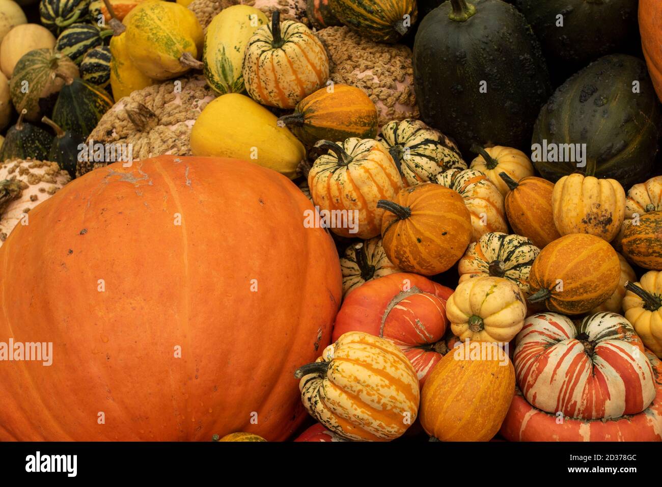 Variety of pumpkins and squash vegetables mixed together after ...