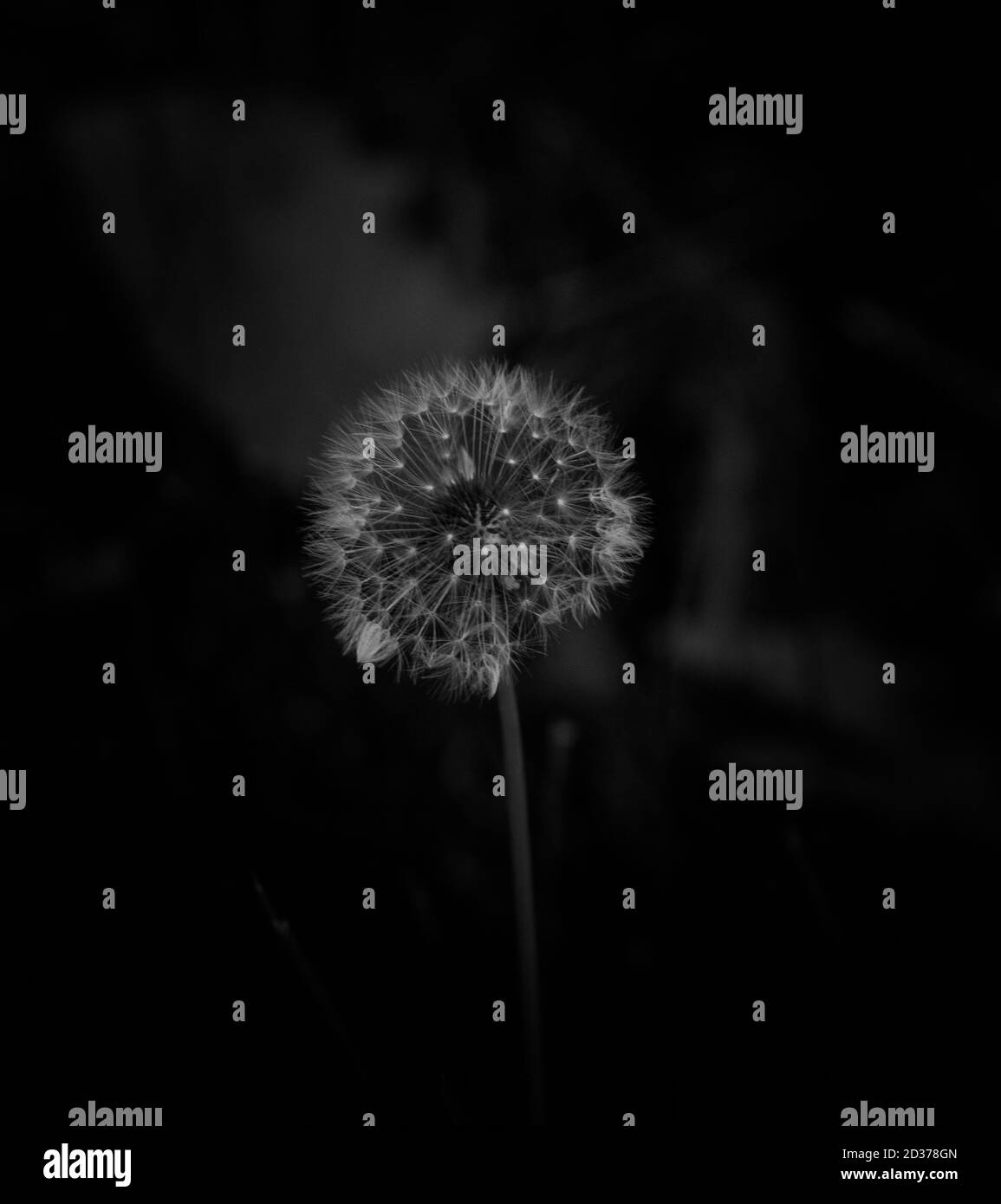 Fuzzy fuzzy background Black and White Stock Photos & Images - Alamy
