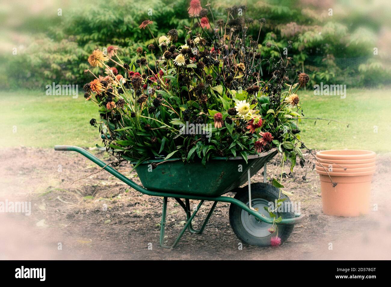 Idyllic gardening scene of wheelbarrow stacked with plants mostly ...