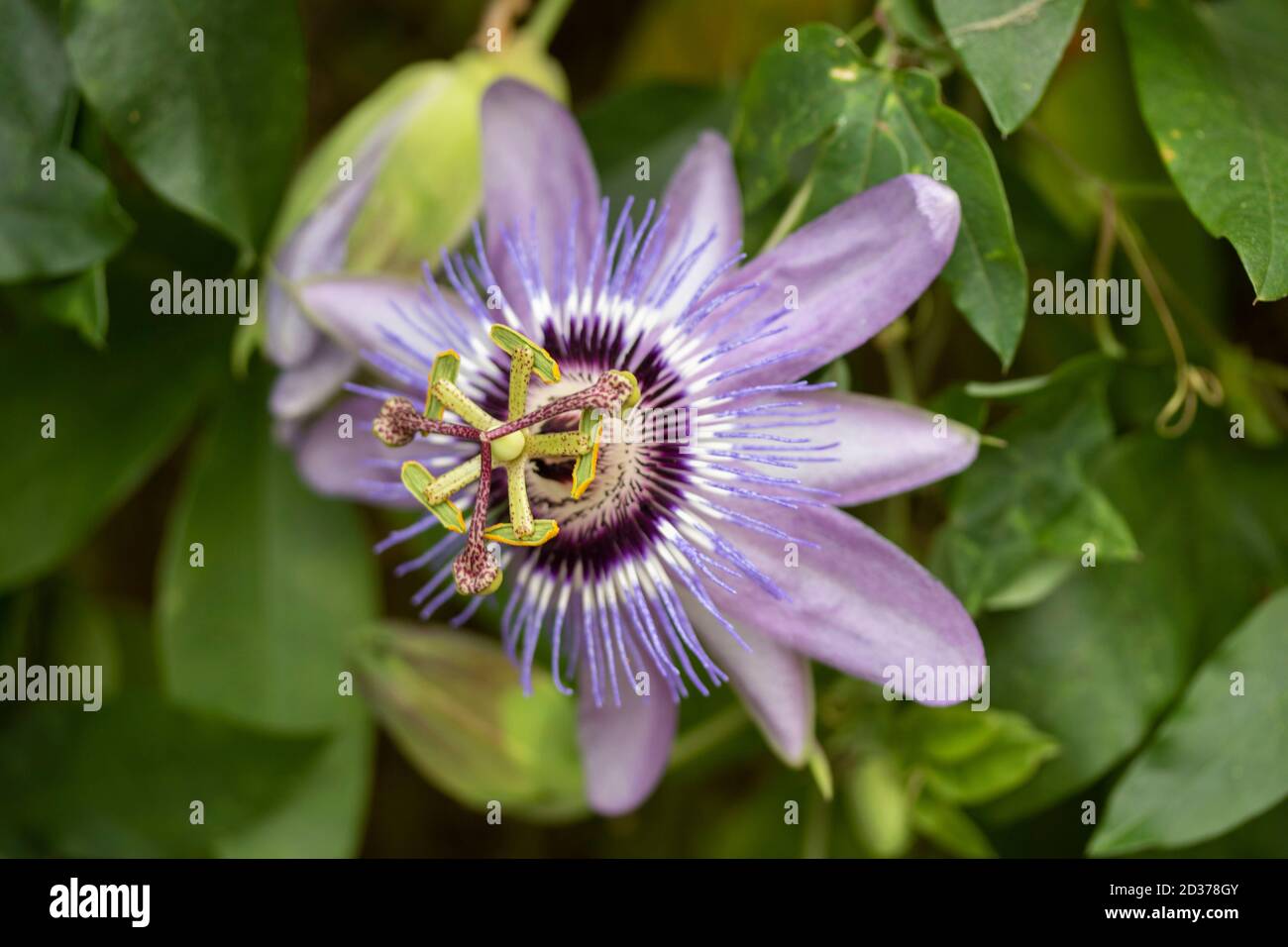 Pandav hi-res stock photography and images - Alamy