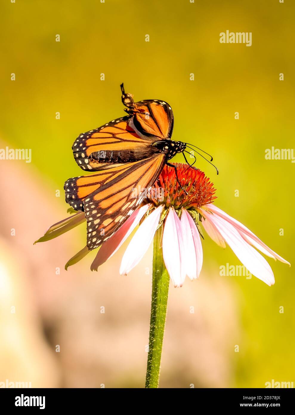 Imperfect hi-res stock photography and images - Alamy