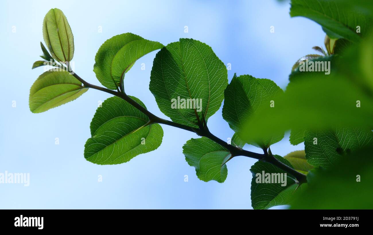 Low angle closeup shot of tree leaves with blue sky in the background ...