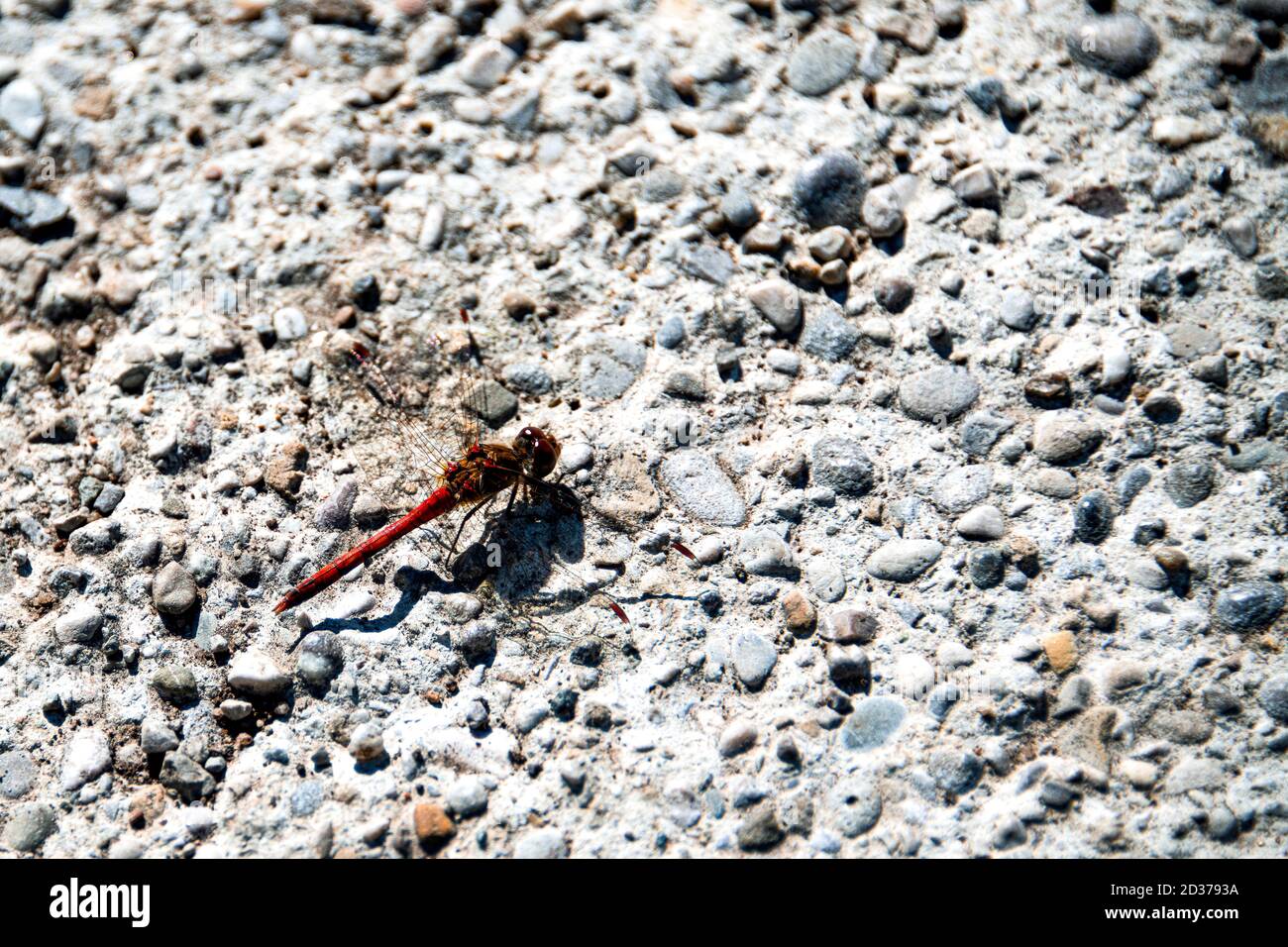 Insect on pavement hi-res stock photography and images - Alamy