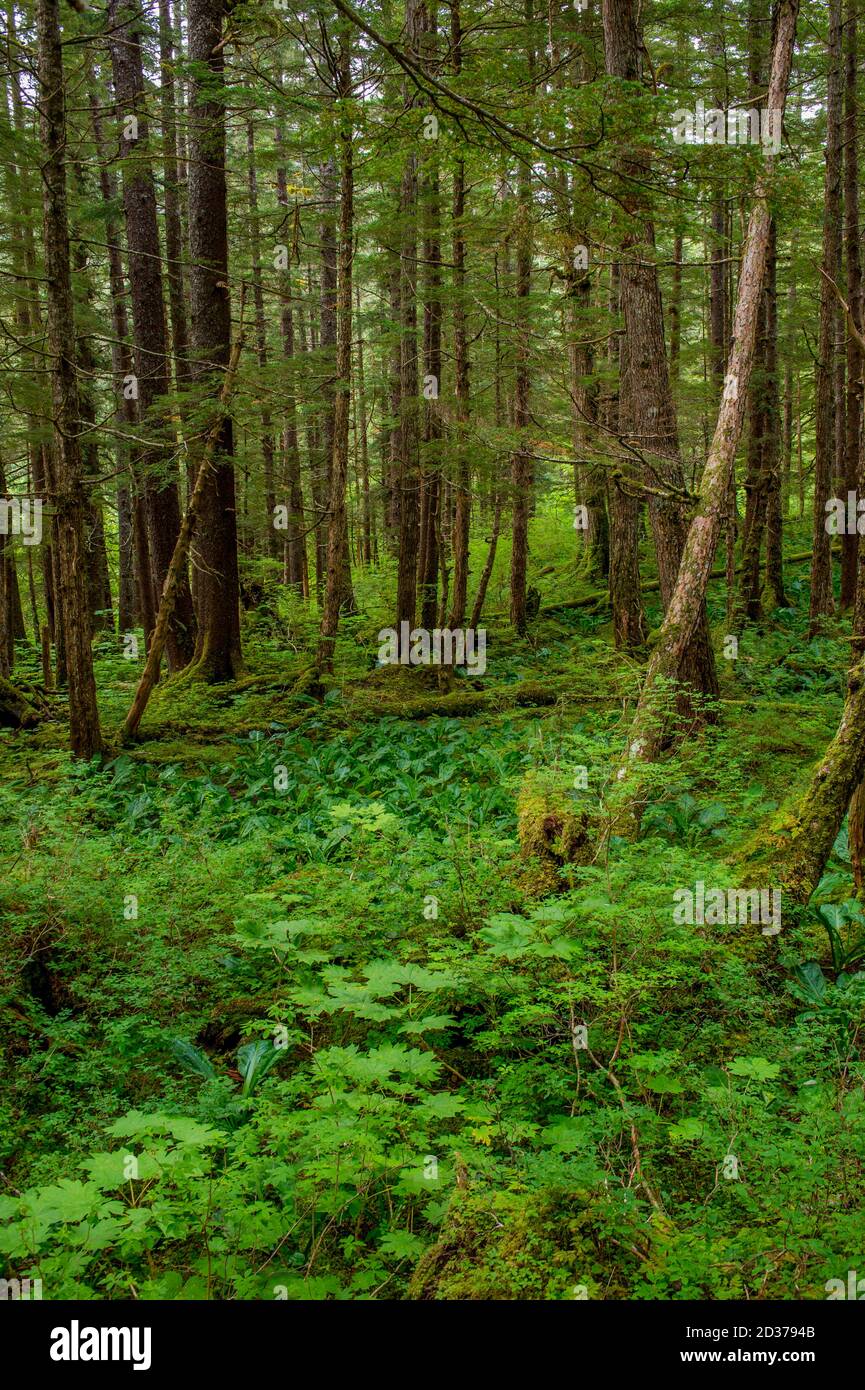 Forest scene at Idaho Inlet on Chichagof Island, Tongass National ...