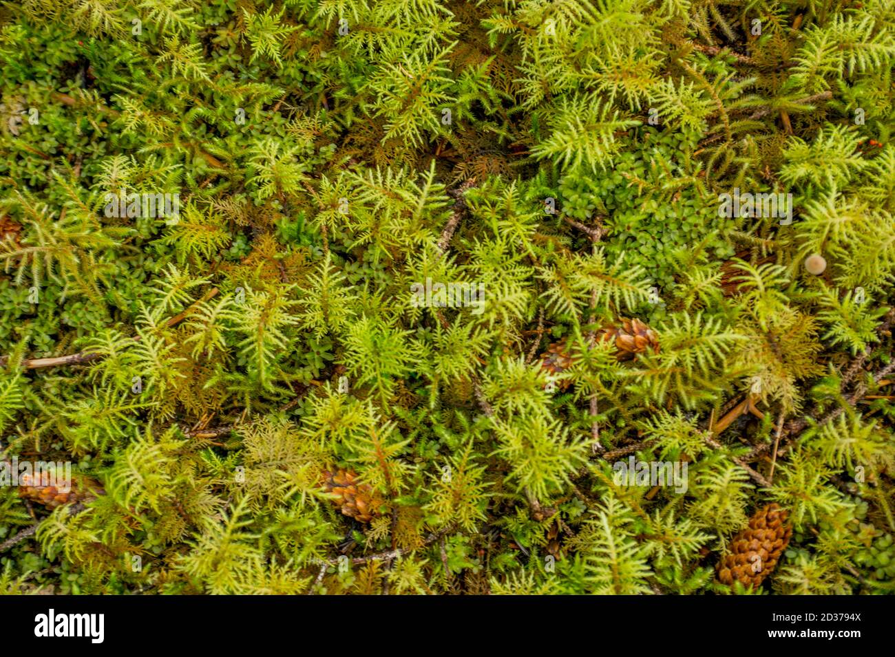 Alaska Mosses