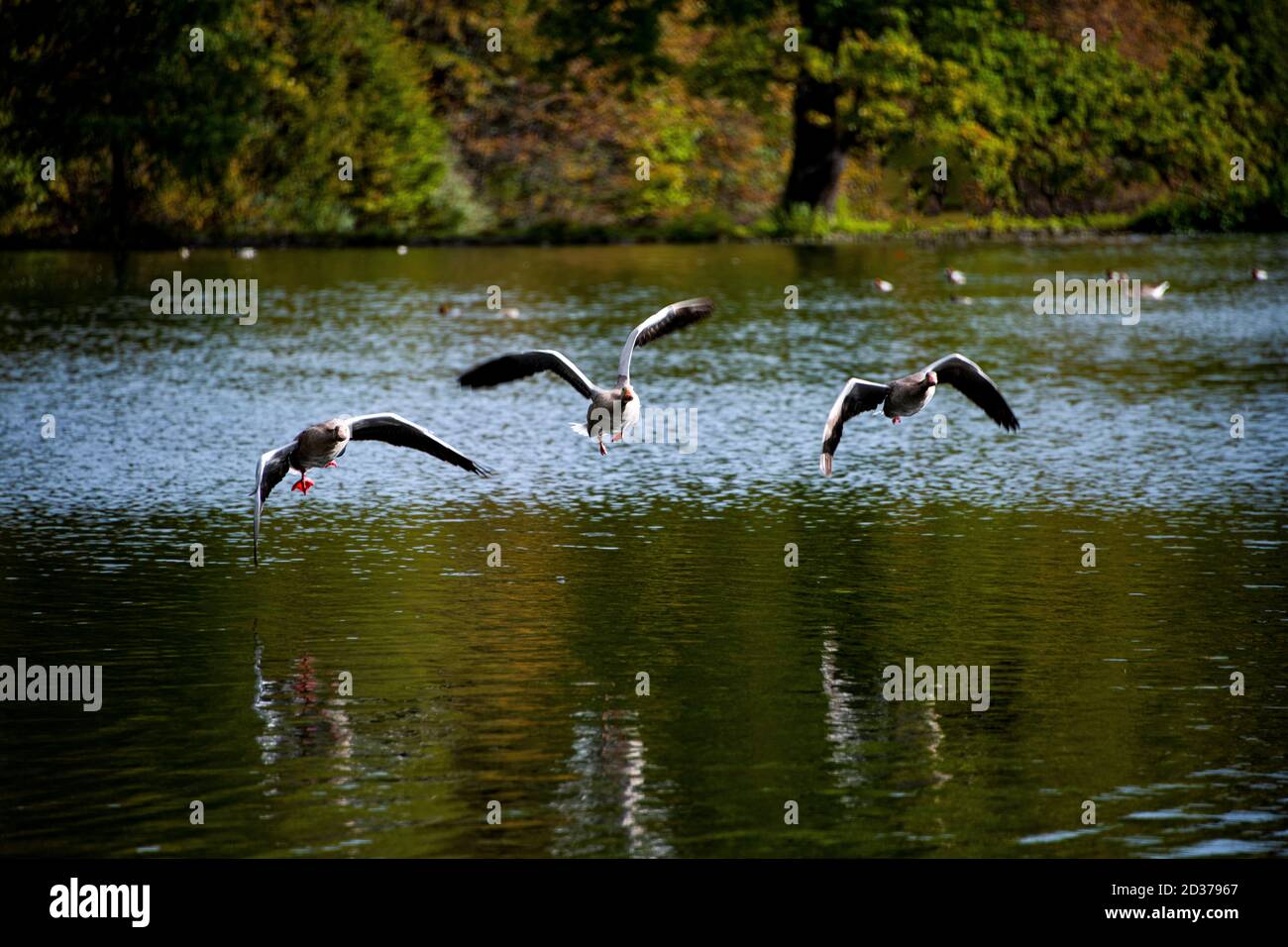 front view of three ducks flying aganst the green colors of the nature ...