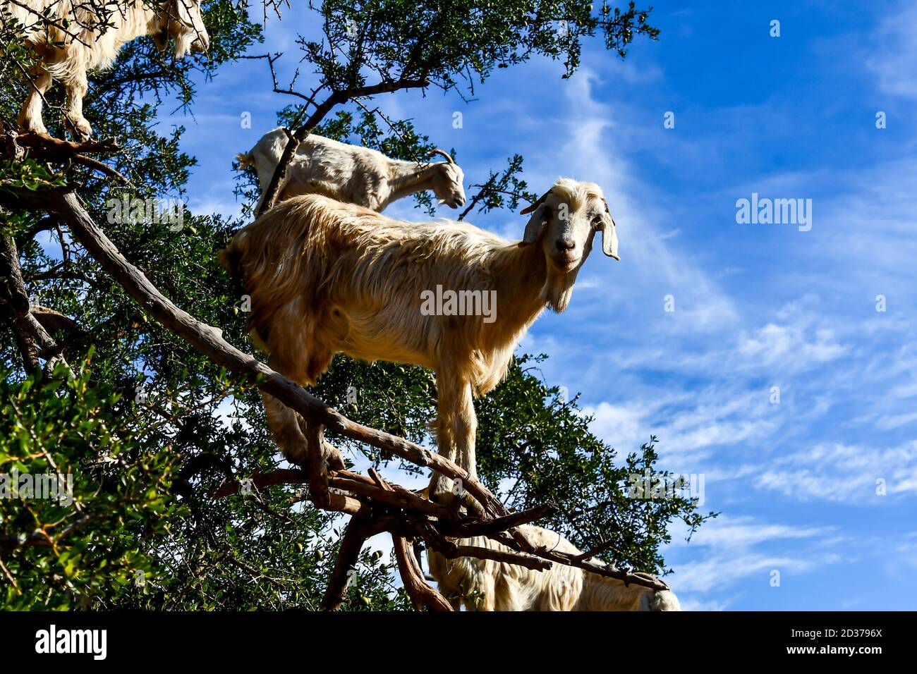goat on top of mountain, photo as background Stock Photo - Alamy