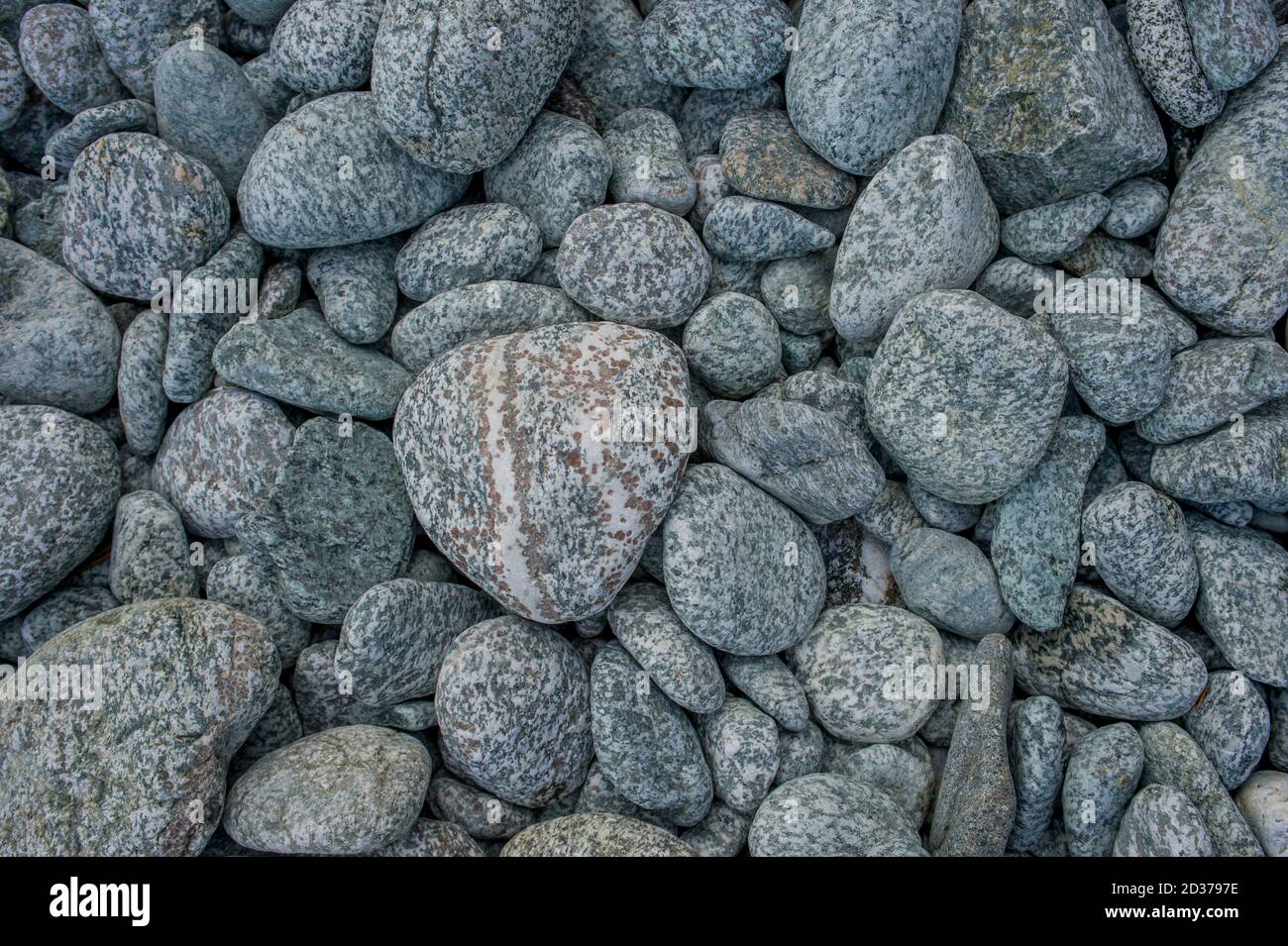 Close-up of granite pebbles with kelp on beach in bay at George Island ...