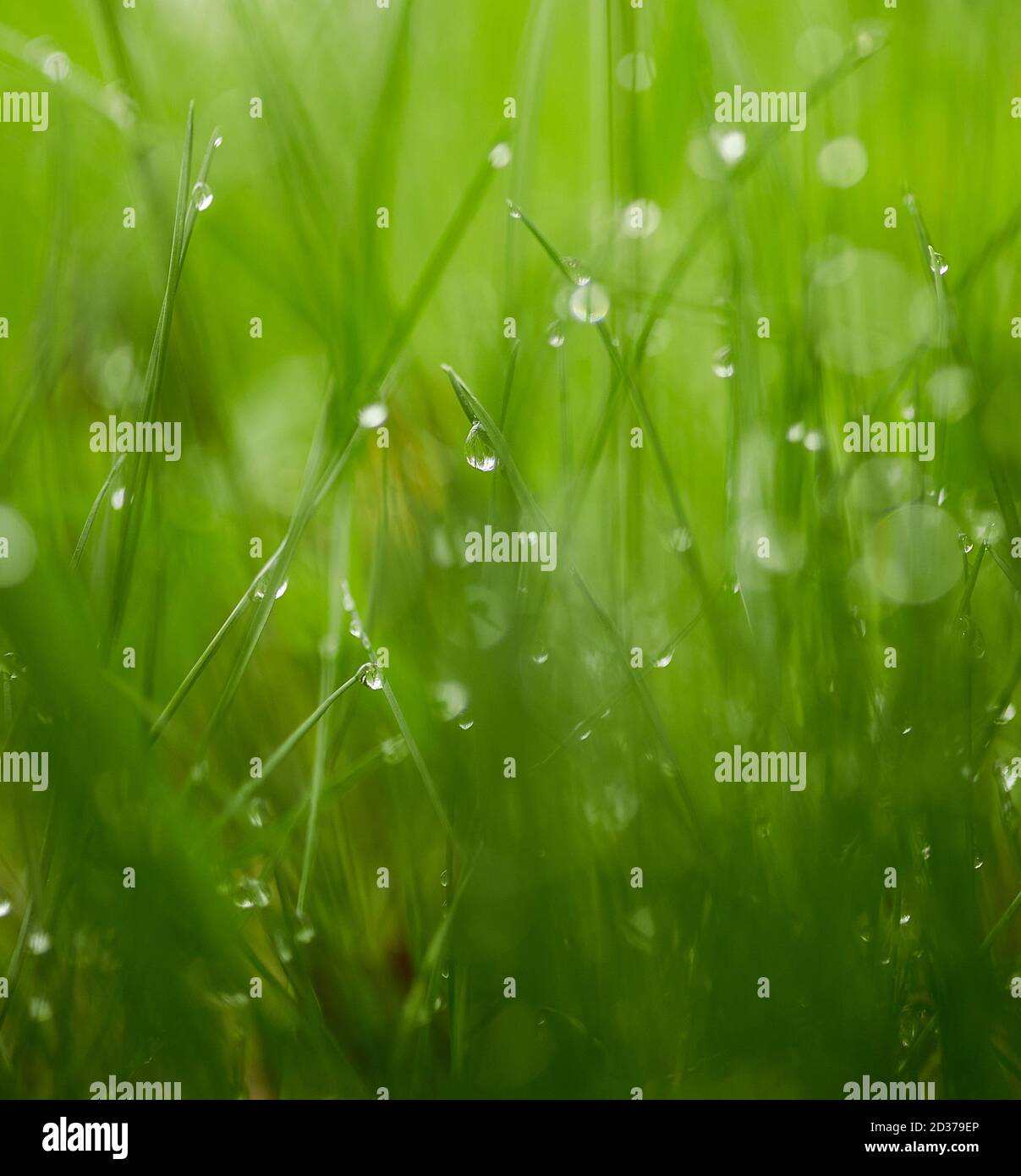 Dewdrops / Water drops on green grass leafs Stock Photo - Alamy