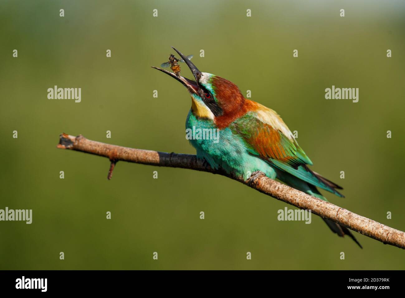 European bee-eater, Merops apiaster. The most colorful bird of Eurasia ...