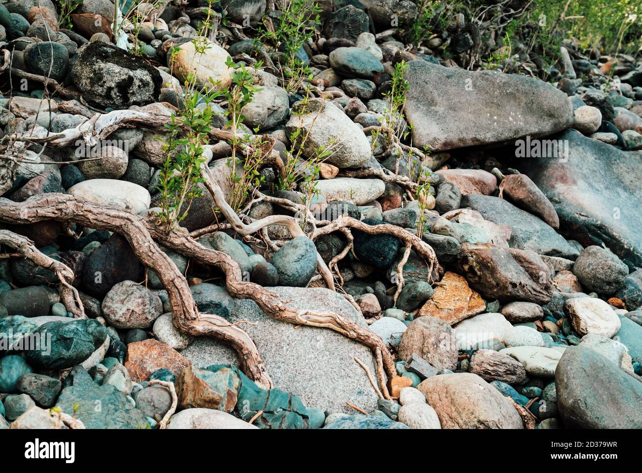 Small green sprouts of tree grows from roots. Nature sunny background ...
