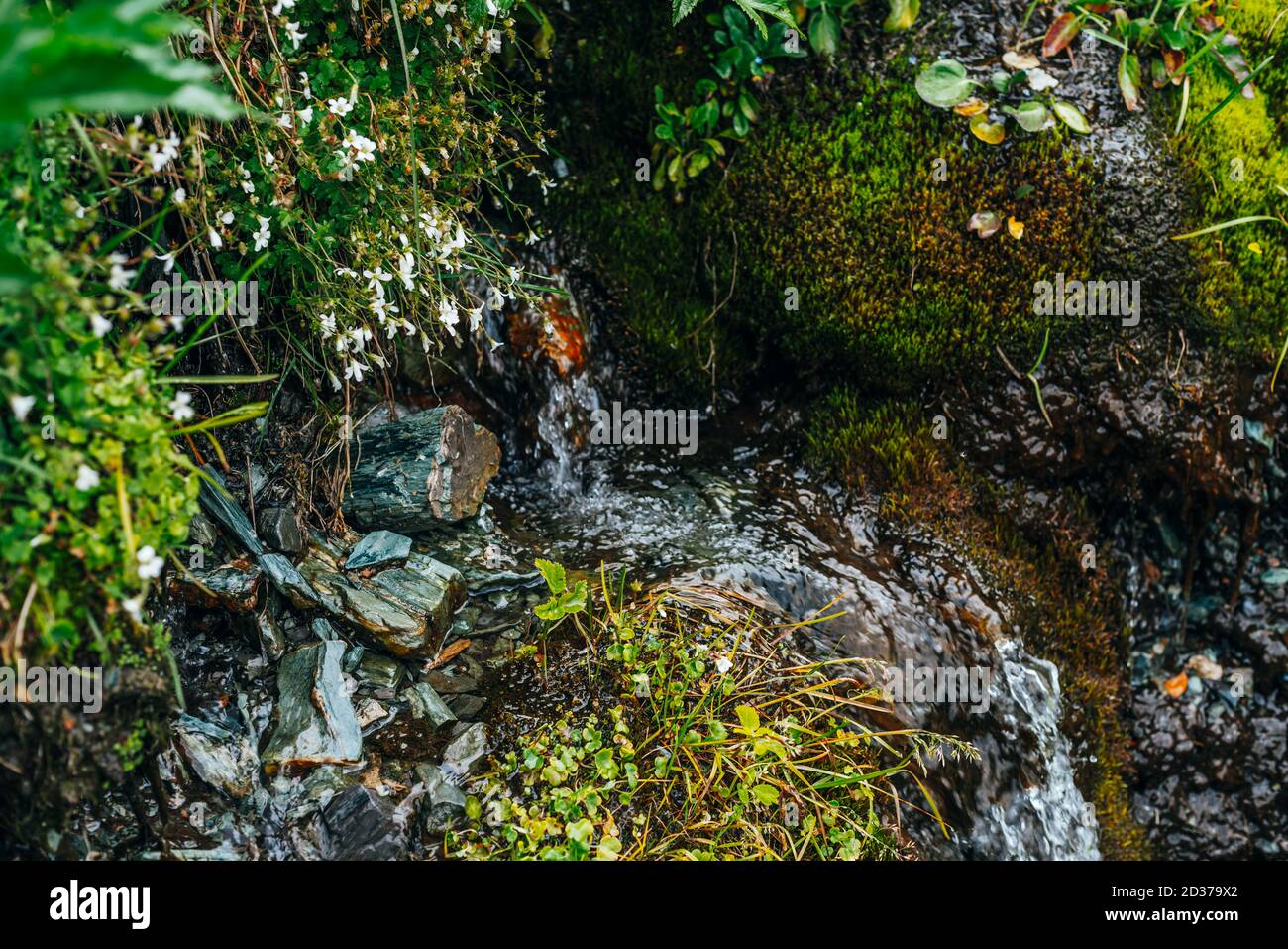 Scenic background with clear spring water stream among thick moss and ...