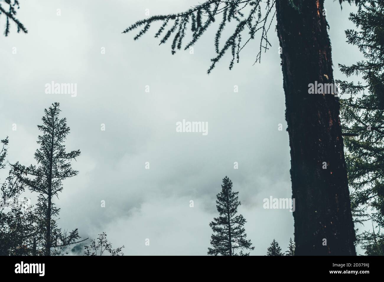 Bleak cloudy sky through branches of coniferous trees and dense fog ...