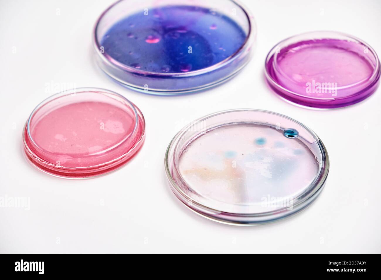 Microbiology lab petri pink hi-res stock photography and images - Alamy