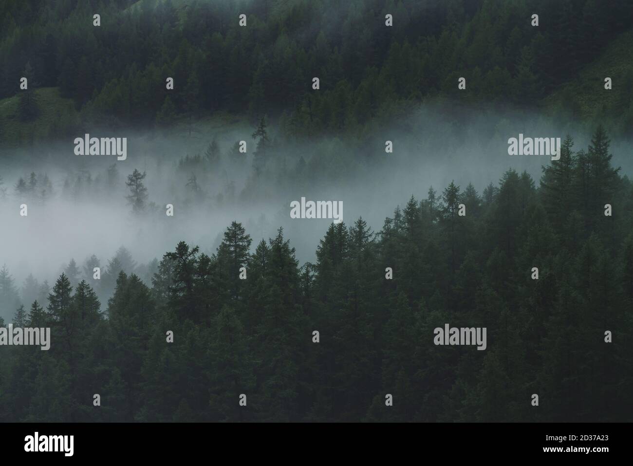 Mysterious dense spruce forest with fog hi-res stock photography and ...