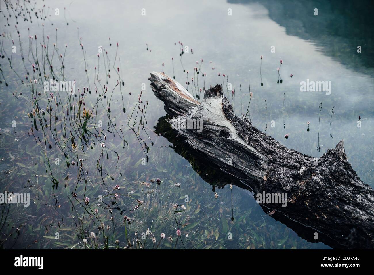 Rotten fallen tree trunk floats in calm water among rich flora ...