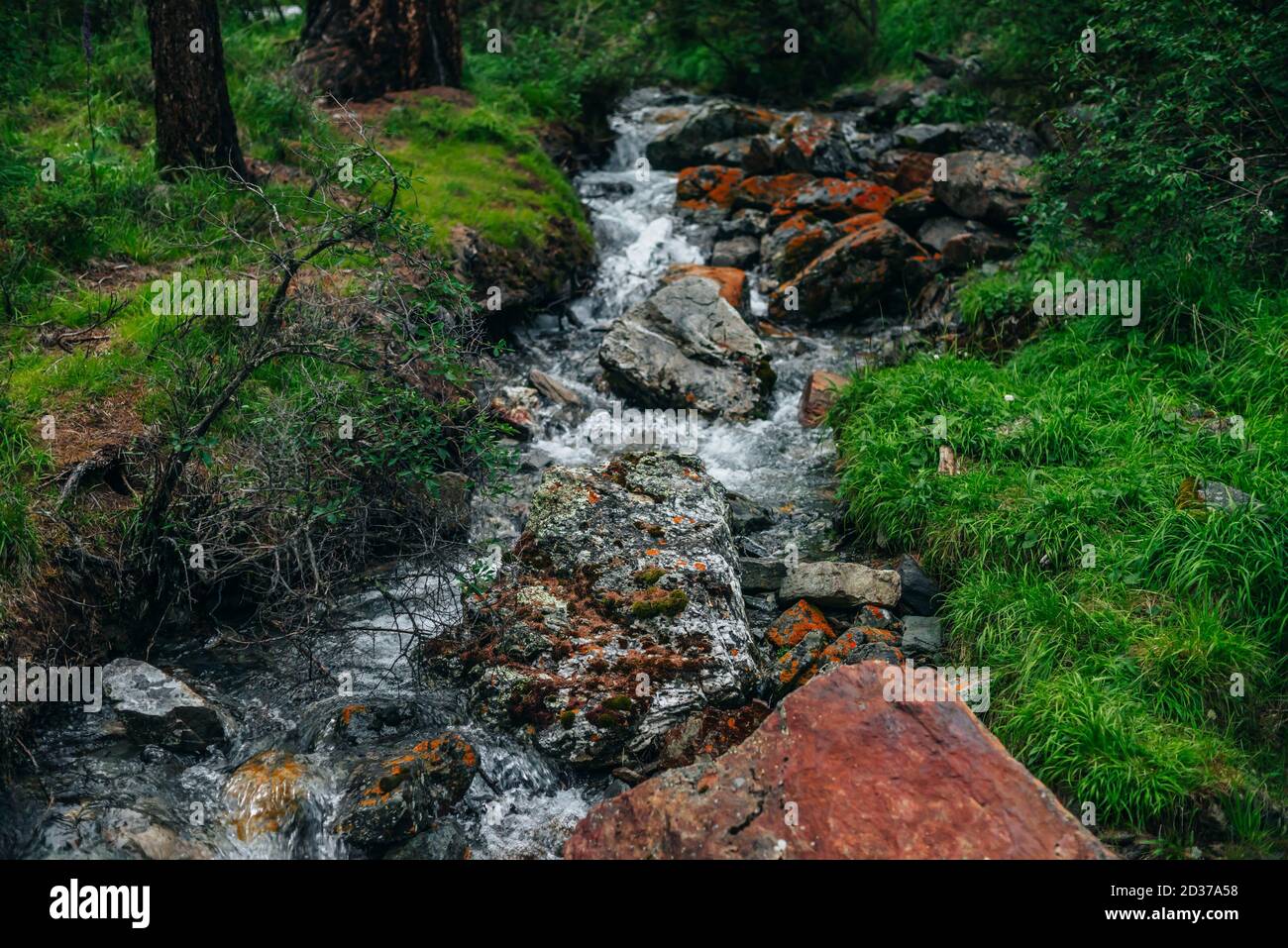 Beautiful mountain creek with many stones among rich flora in dark ...