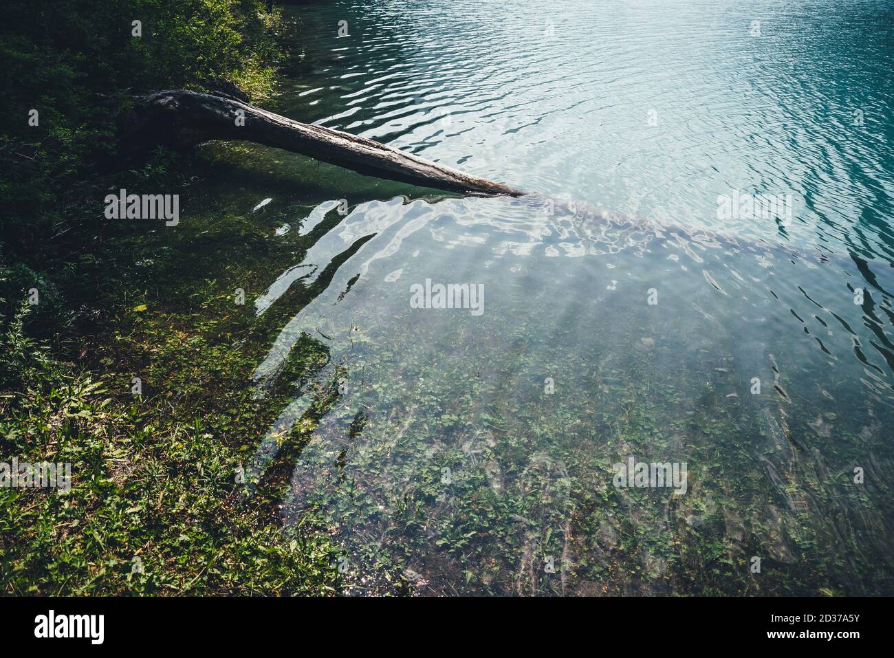 Rotten fallen tree trunk floats in azure calm water near shore with ...
