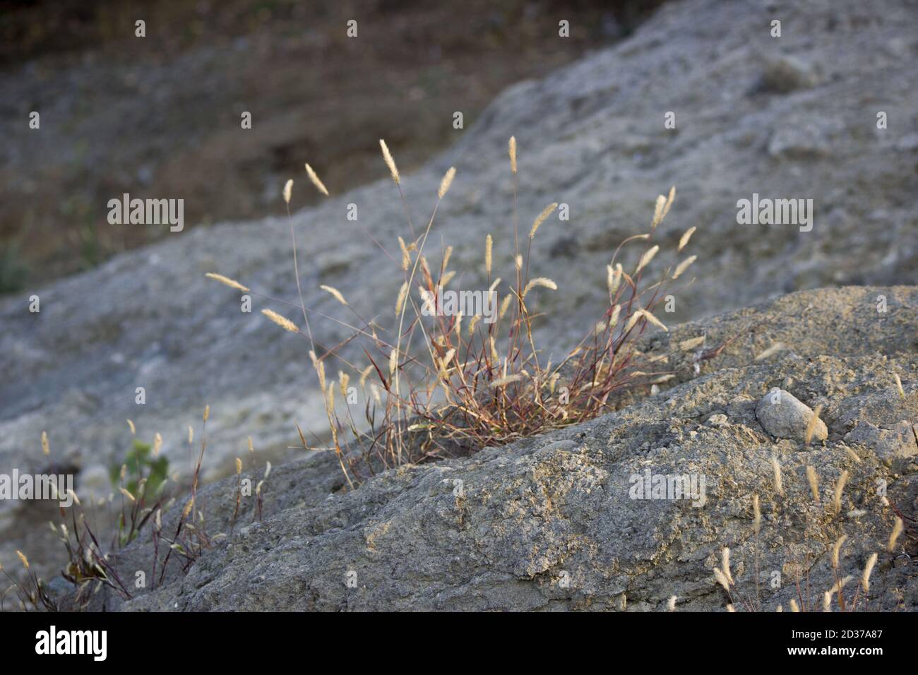 grass grows from a stone next to a reservoir. harsh conditions of ...