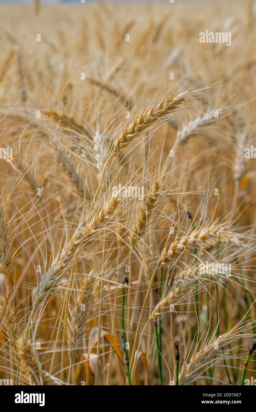 Wheat field ready for harvest in the palouse near pullman hi-res stock ...