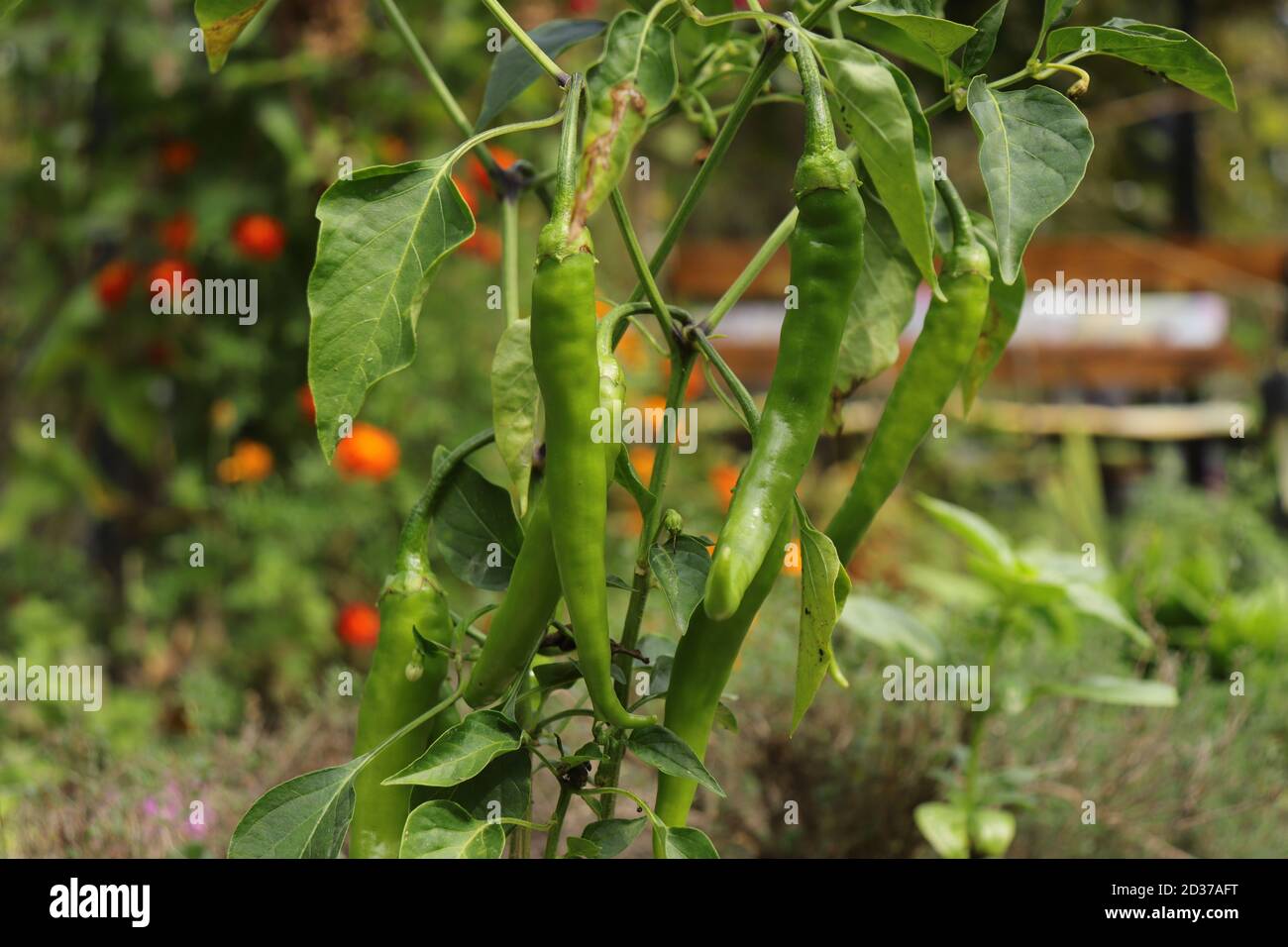 Close up of ripe green chili pepper growing in the vegetable garden ...