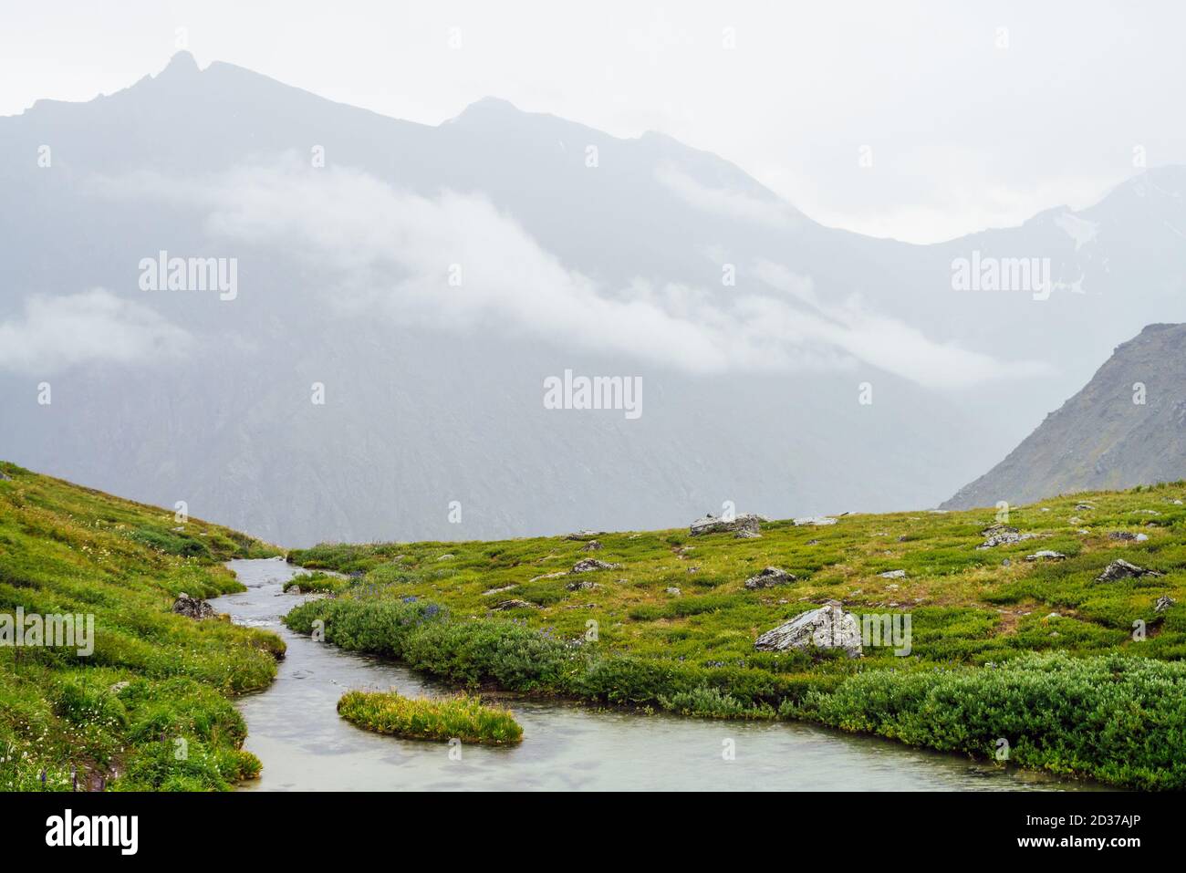 Alpine low vegetation hi-res stock photography and images - Alamy