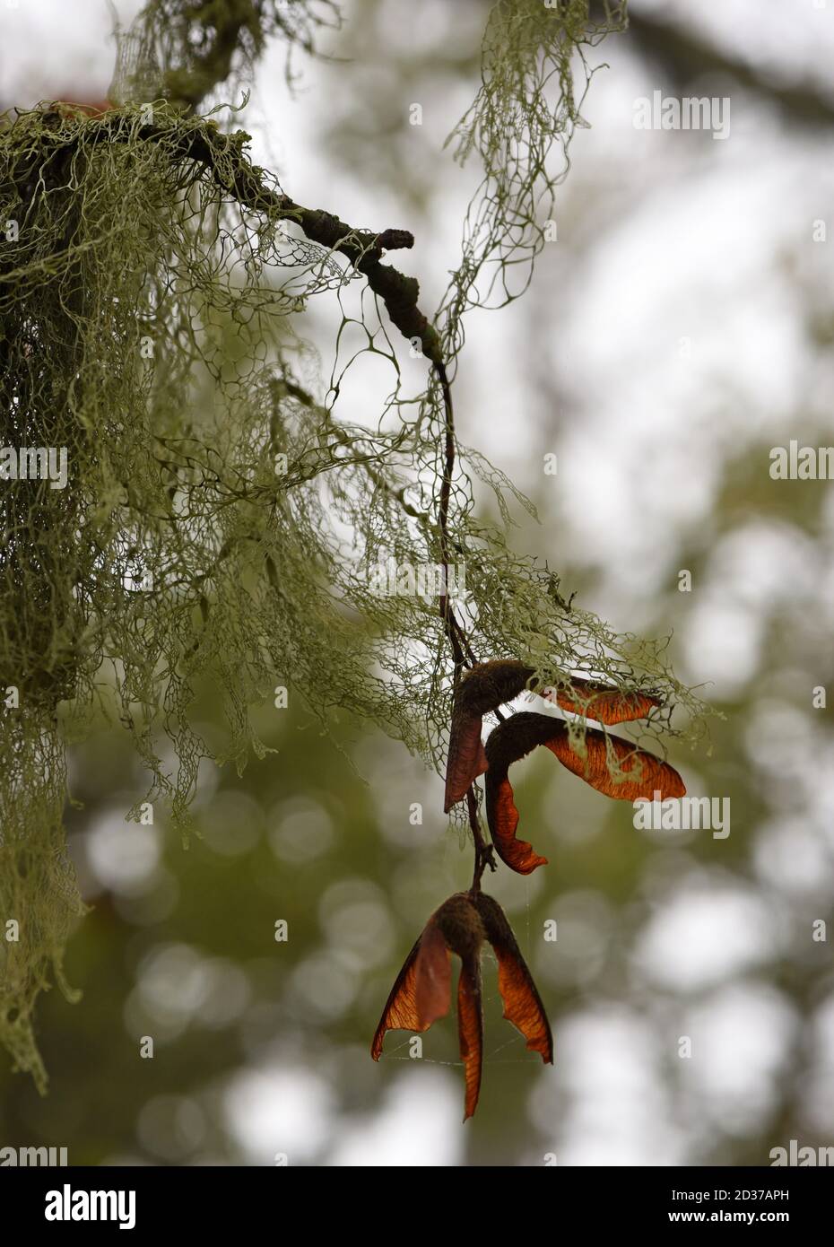 Life cycle of tree hi-res stock photography and images - Alamy