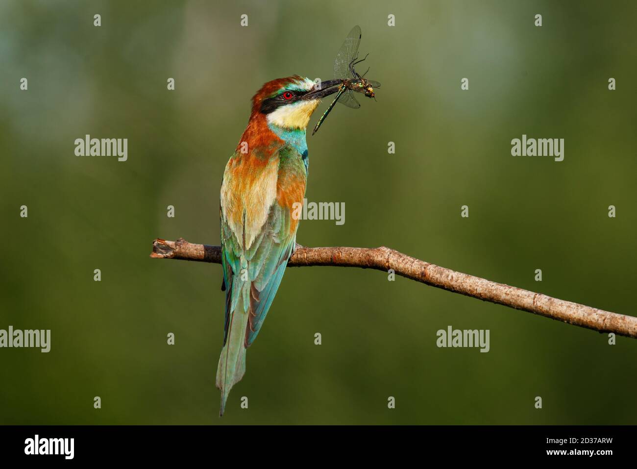 European bee-eater, Merops apiaster. The most colorful bird of Eurasia ...